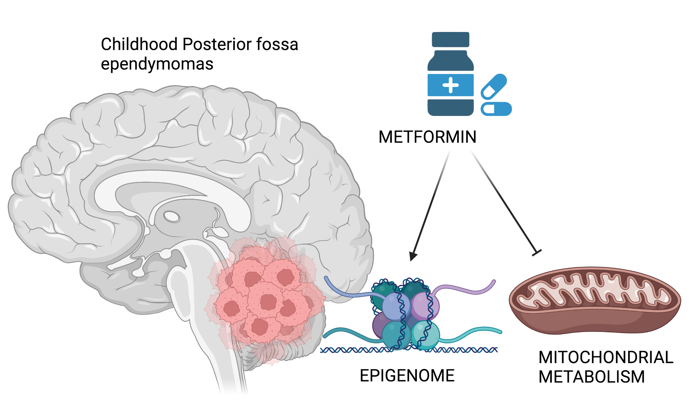 Department of Pathology - Repurposing an anti-diabetic drug to reverse ...
